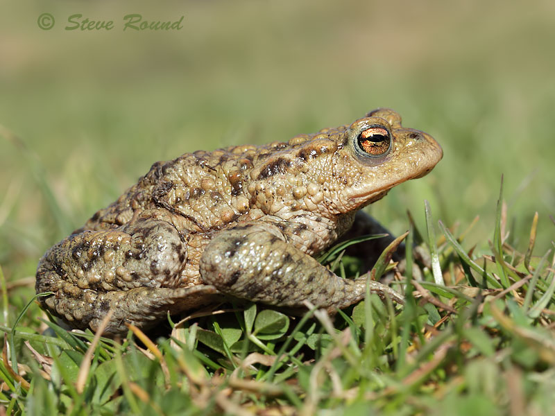 Steve Round Wildlife Photography: Common Toads