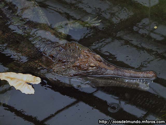 Zoos del Mundo - Falso gavial (Tomistoma schlegelii) - Reptiles y anfibios