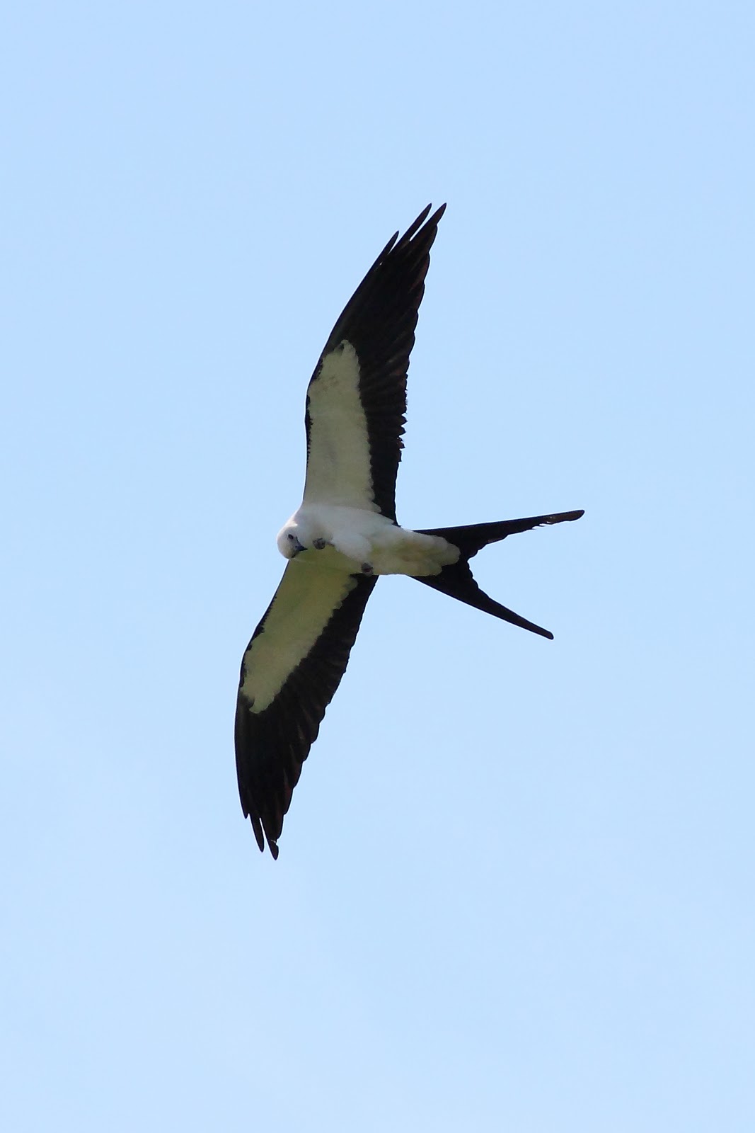 The Arrival of Swallow-tailed Kites in South-Central Florida by Anna ...