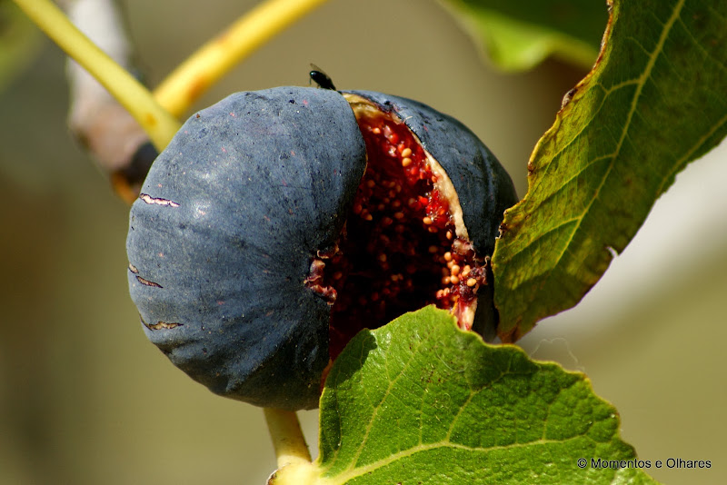 Detalhes do Outono : Figos - Momentos e Olhares