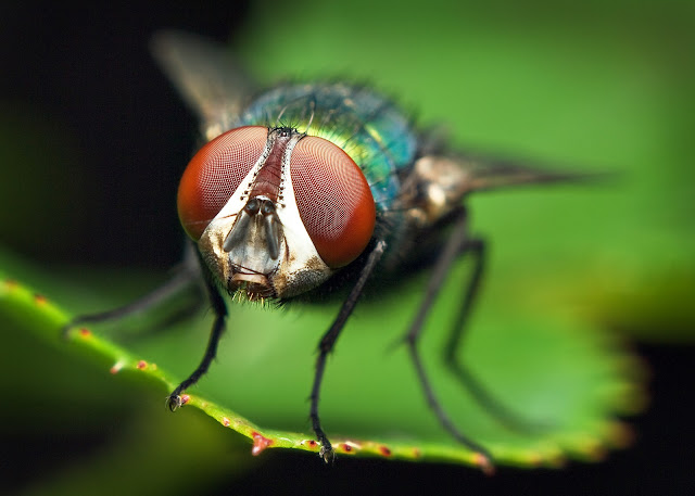 Macro flash...what setup do you use? - PentaxForums.com