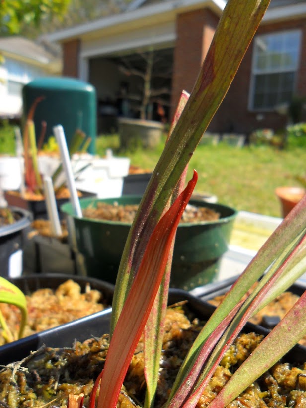 Post Dormancy 2013 (Updated 6/19/13) - FlyTrapCare Forums