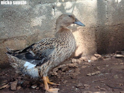 patos "floridanos" 3 meses de tenerlos en casa ~ Mis Aves de Corral