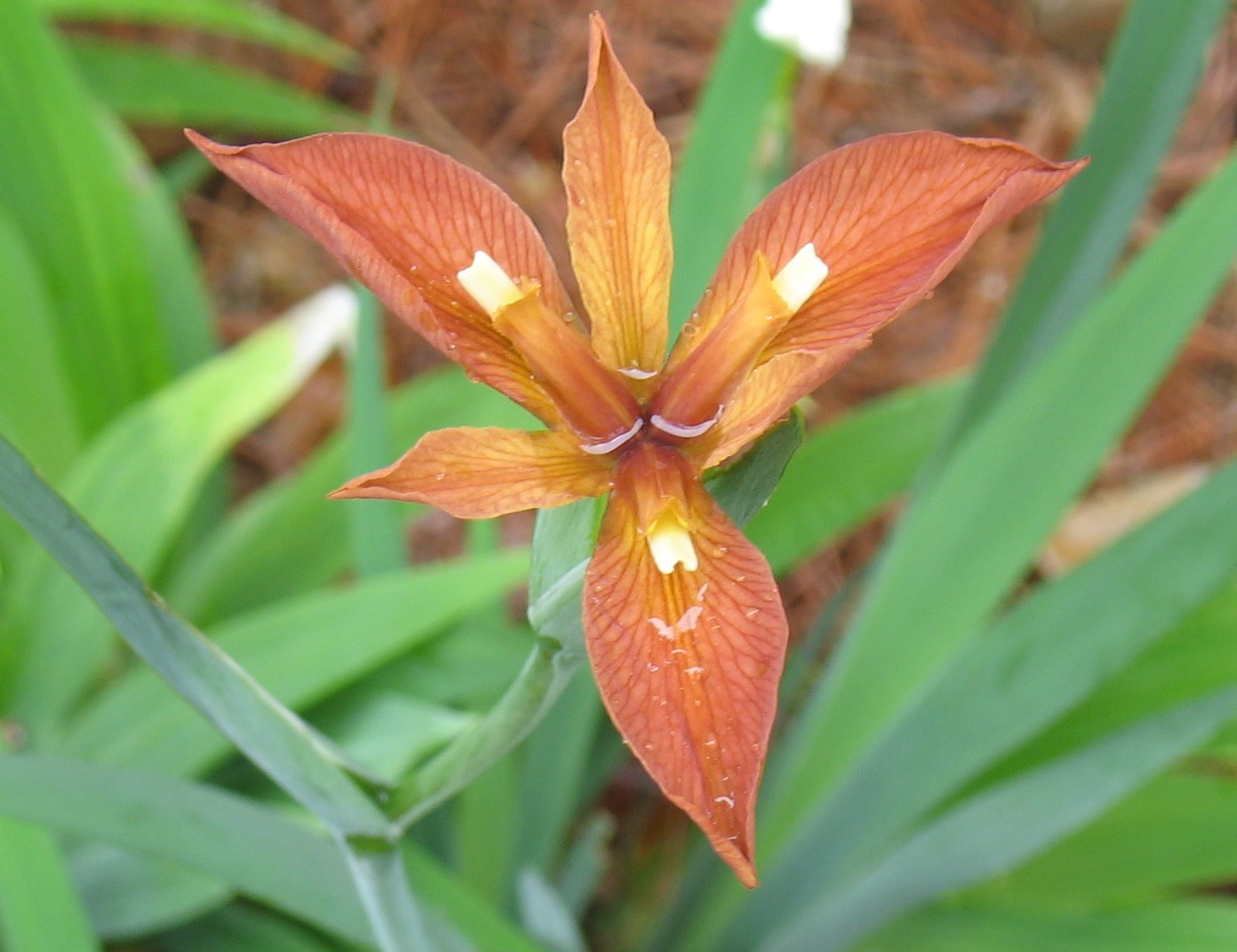 Using Georgia Native Plants: Plants to Share