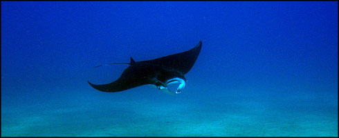 DOBLANDO Y PLEGANDO: MANTARRAYA