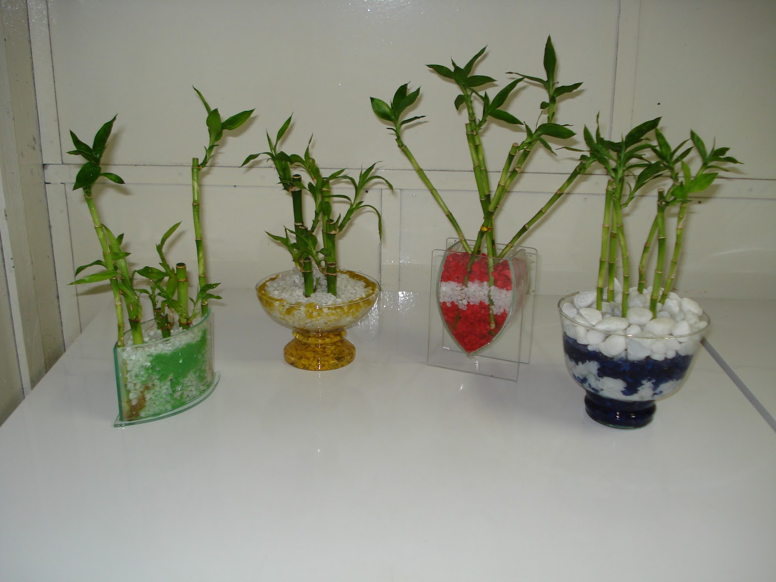 Floricultura Rio Branco: Look Bamboo - Bambu da Sorte