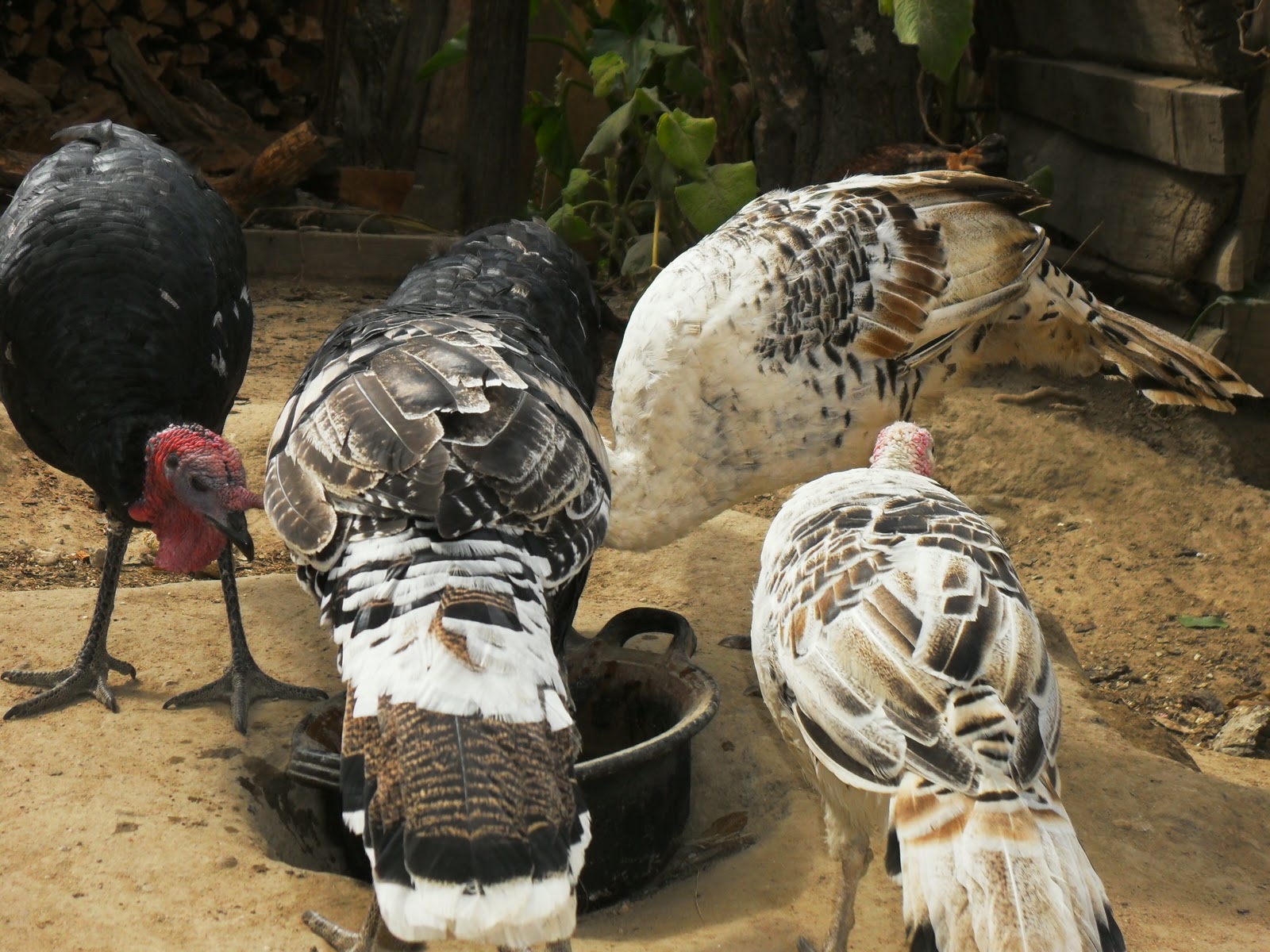 Dnde Viven Y Qu Comen Los Guajolotes