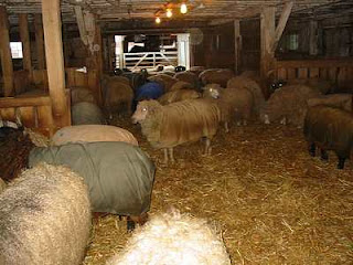 Knee Deep in Sheep: Cleaning House