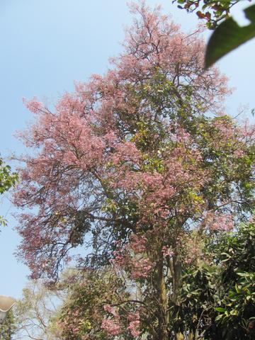 Trees of Lalbagh, Bangalore - Stereospermum kunthianum - Pink Jacaranda ...