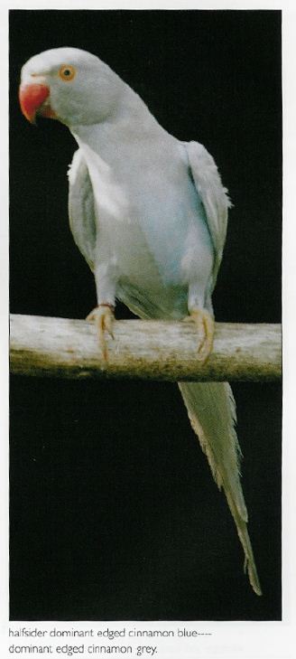 Half-Sider - IndianRingNeck.com