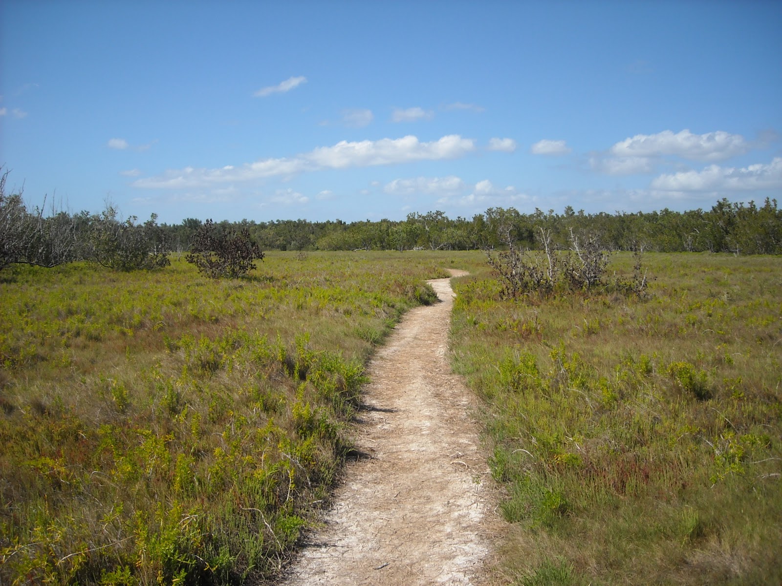 My Daily Swoon: The Everglades - Wild & Wonderful