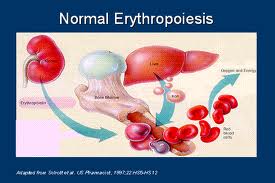 Erythropoietin (EPO) dan Tes EPO