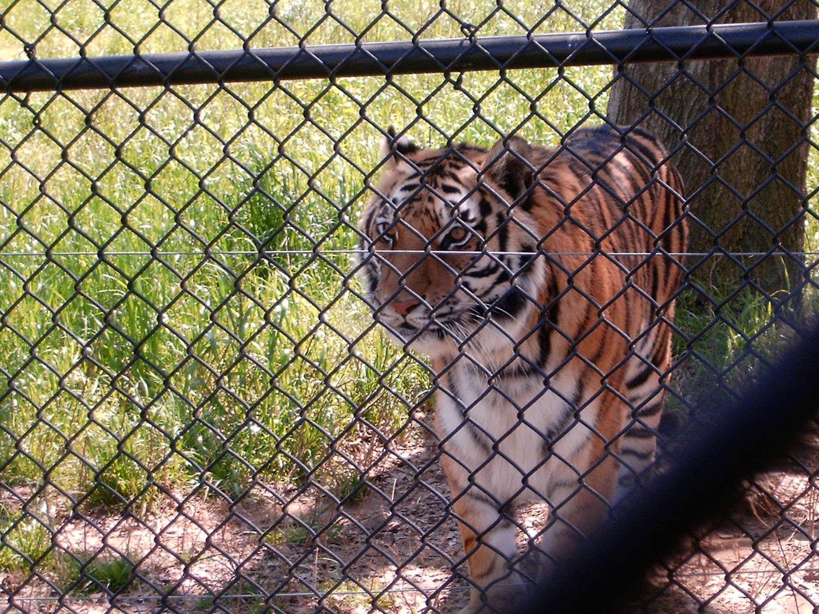 RamblerTrek: Noah's Ark, Locust Grove, Georgia; March 24, 2011