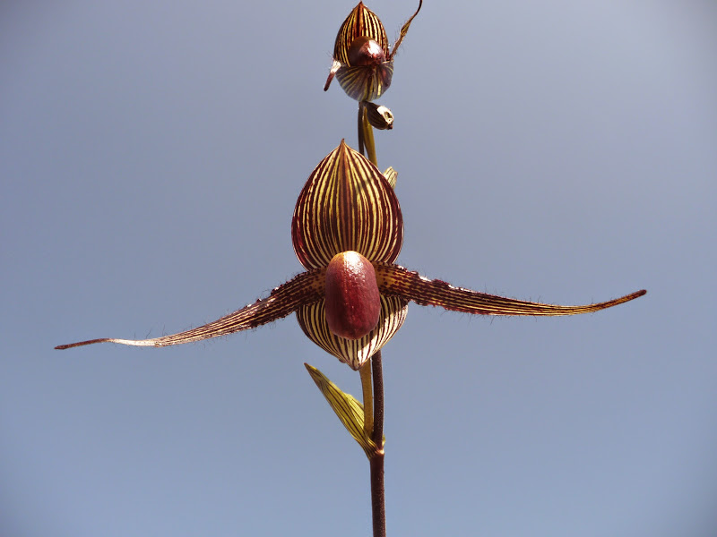 Paphiopedilum rothschildianum 'Lilimo'