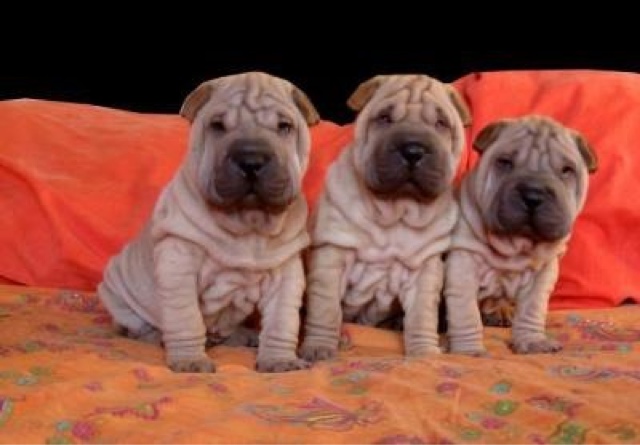 Pillole in News: Il Carattere Dello Shar-pei Pillole in News: Il Carattere Dello Shar-pei