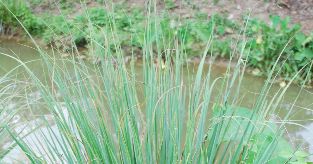 Suria Helang Lui Edible Landscape Serai Lemon Grass