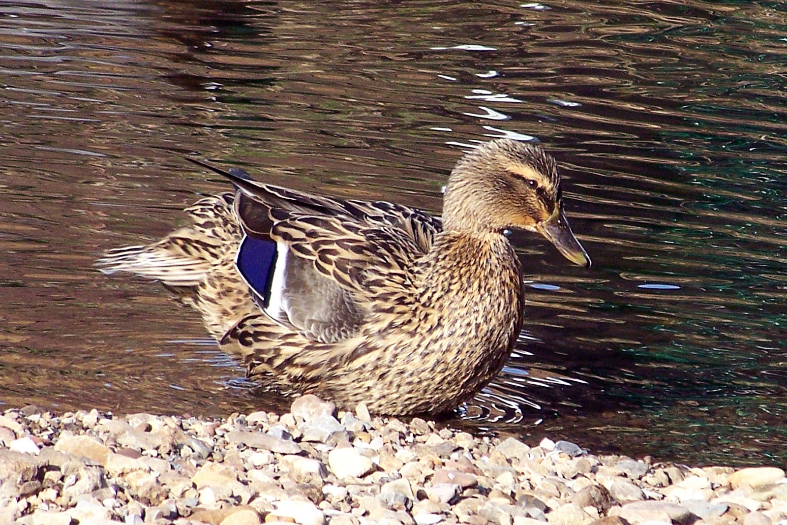 Aunt Tina's Yard: a little duck tail