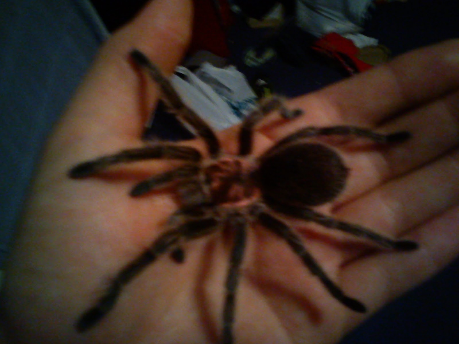 the chronicles of the gentleman flasher