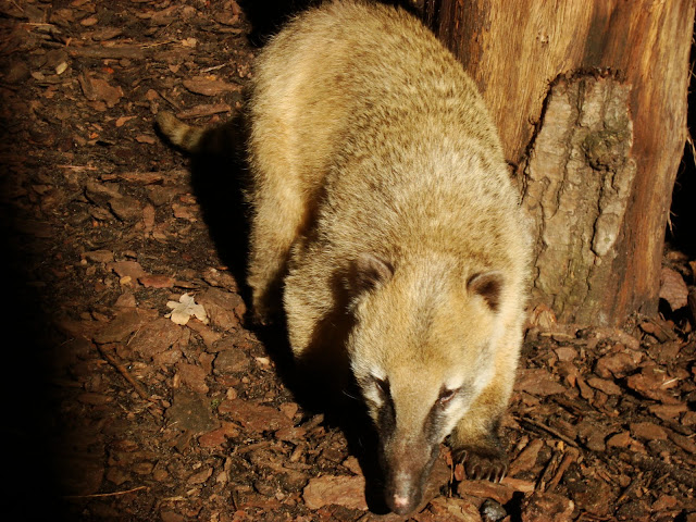 05 | Wrzesień | 2011 | Mrówkojad i przyjaciele...