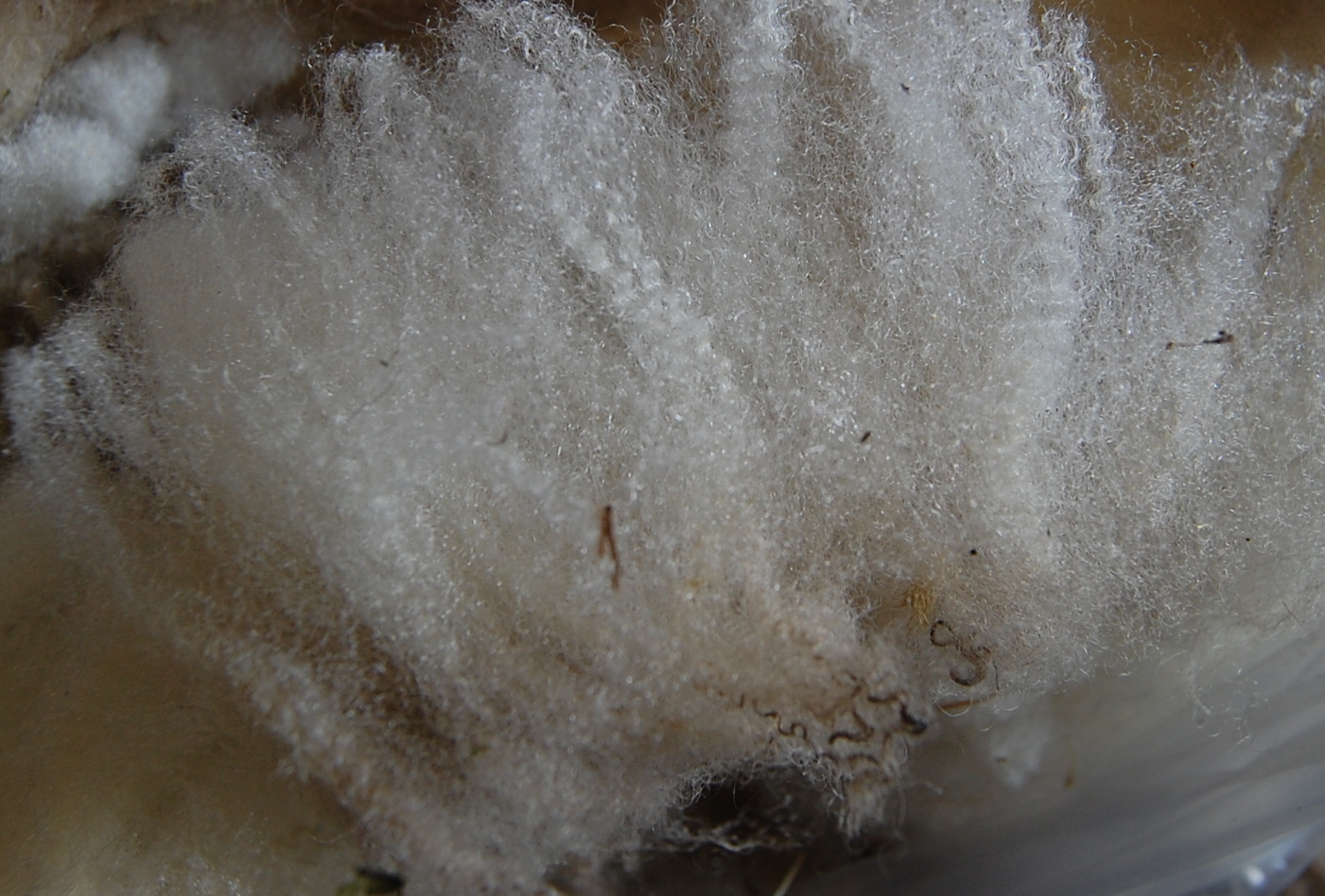 Crosswinds Farm: Naked sheep!