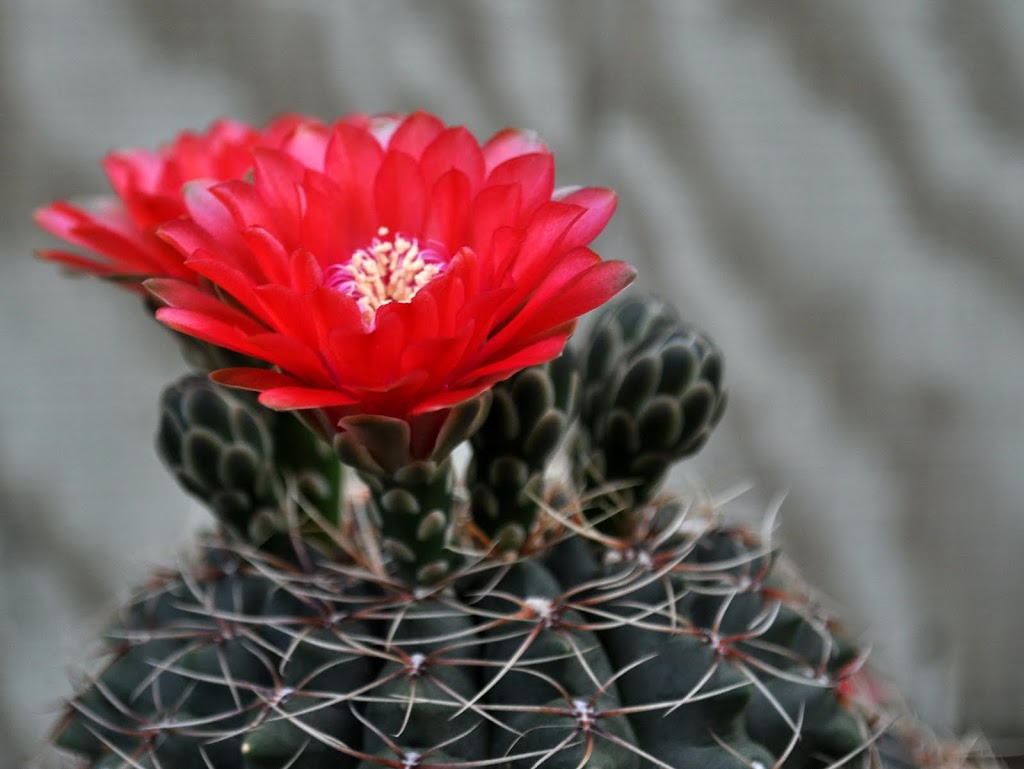 Howdy from Southern Illinois! - CactiGuide.com