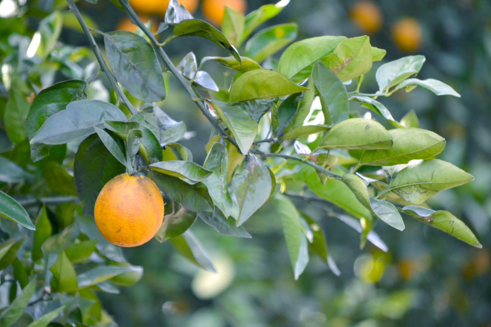 The Florida Land Report: Sold: 230 +/- Citrus Grove Acres Sold in Polk ...