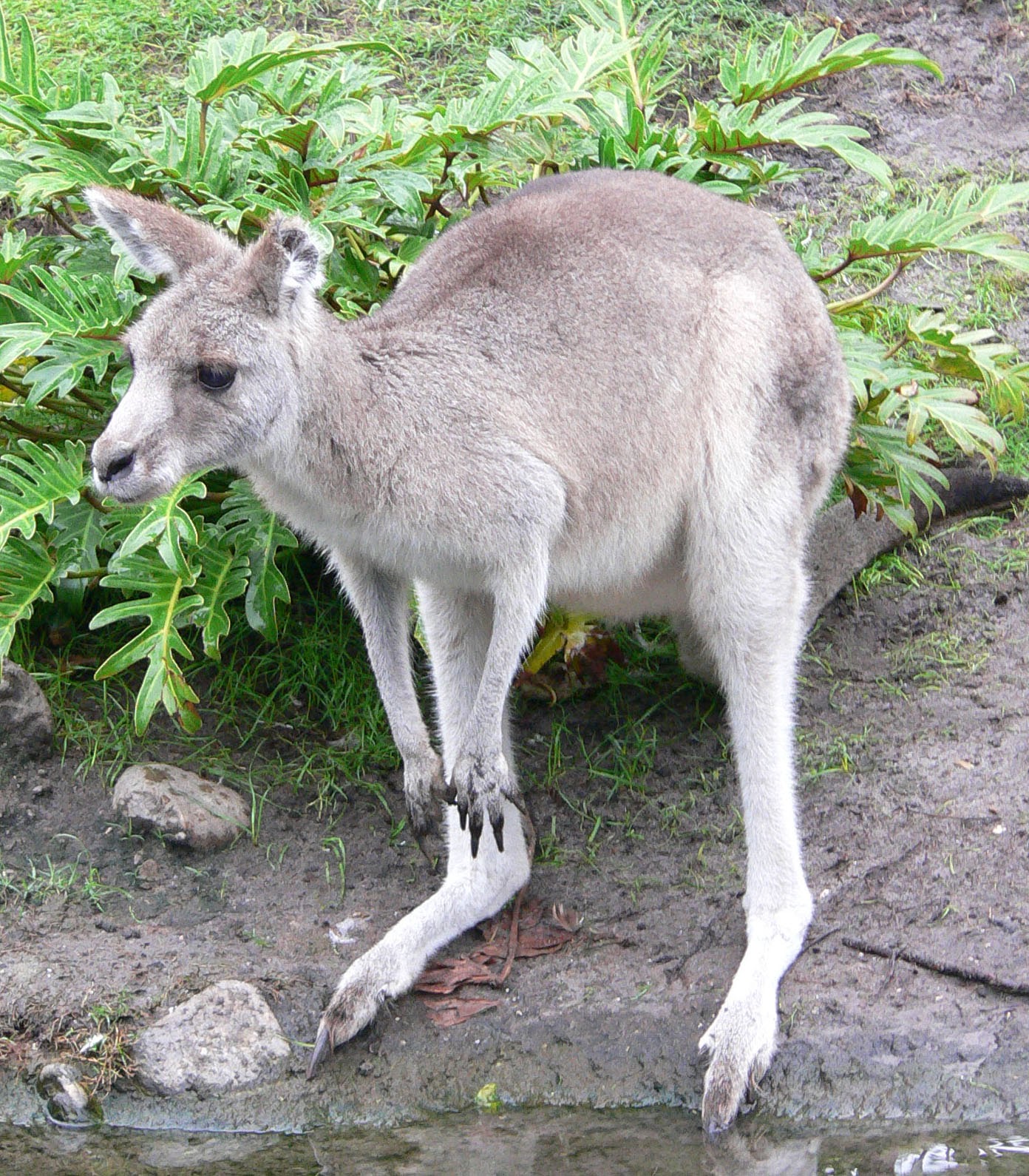 Canguro
