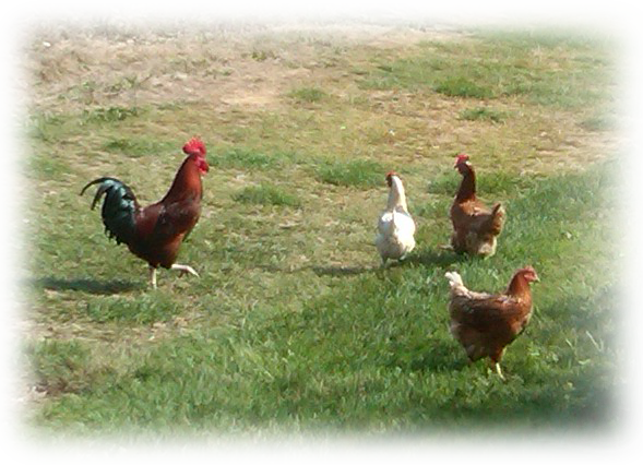 Grass-fed, pastured, organic chickens