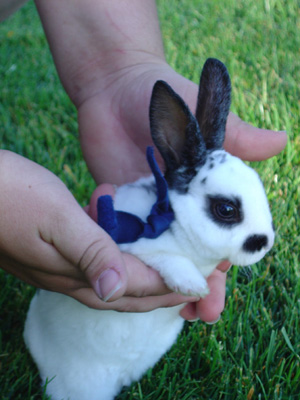 mini coelhos: quais sao as raças de mini coelhos????