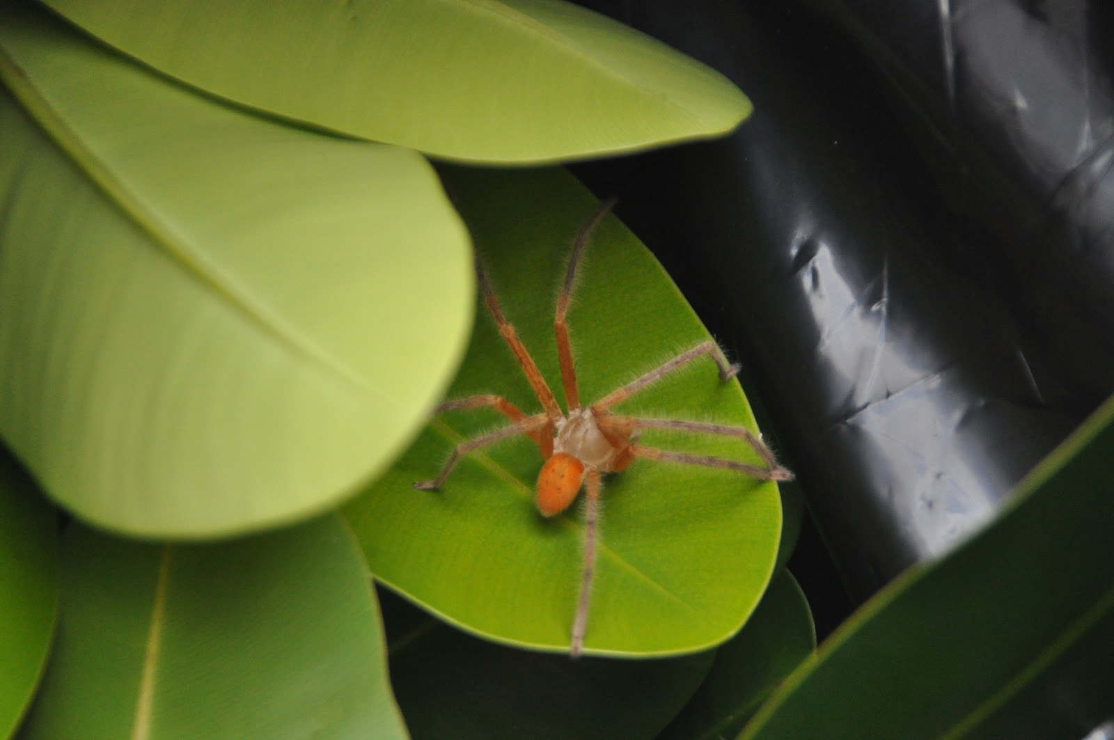 Quilts, Books, Recipes and Puerto Rico: Tropical Orange Spider - Do you ...
