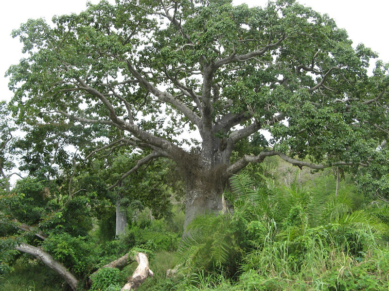 Angola's National Parks | Parques Nacionais de Angola | SkyscraperCity ...