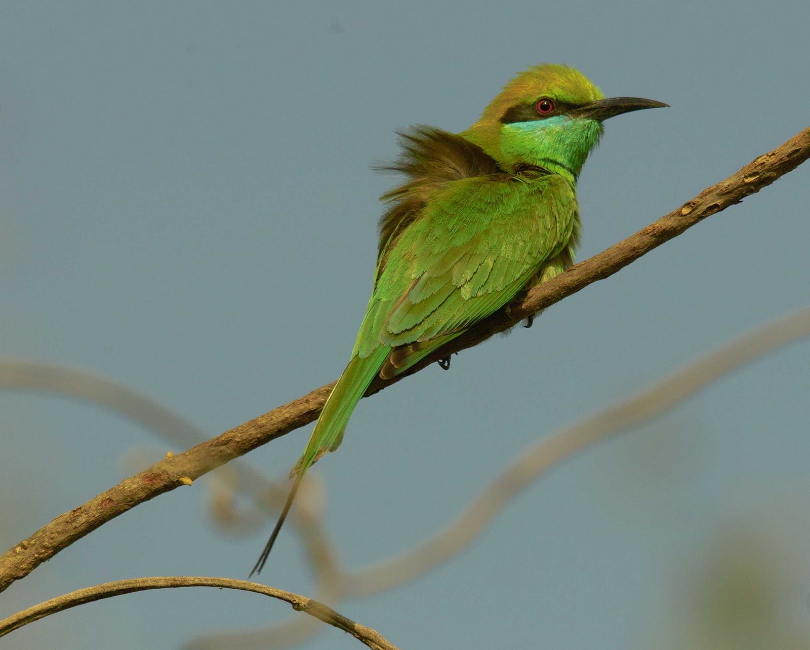 Derek Bird Brain: Return from India