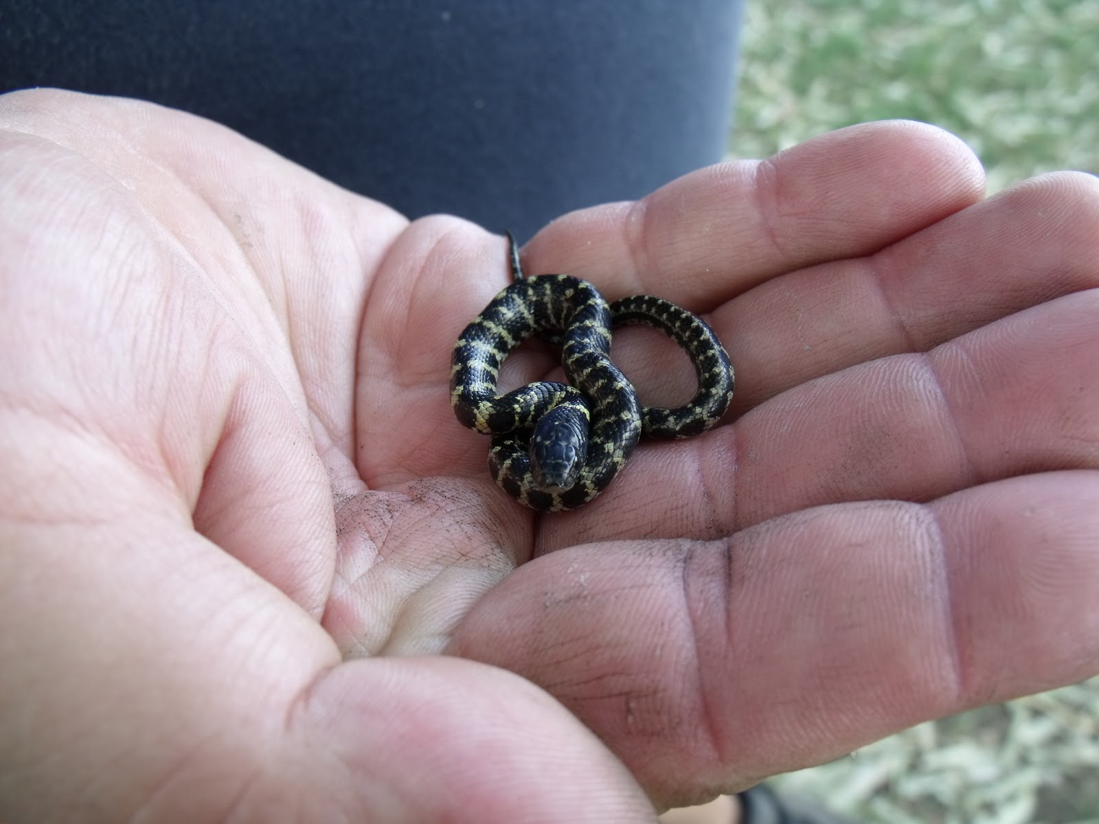 NATURALEZA Y CULTURA: Culebra Verde y Negra