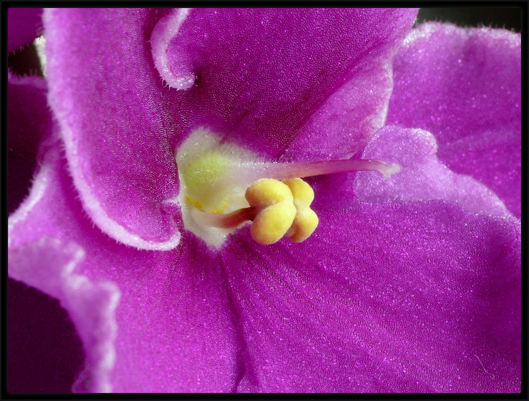 E quando anoitece...: Significado da cor VIOLETA