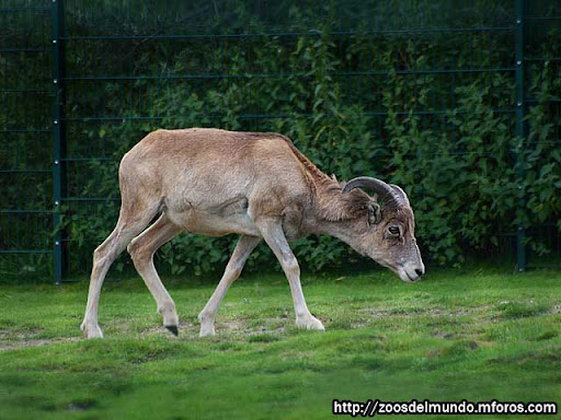Zoos del Mundo - Caprinos (Caprinae) - Fotografia