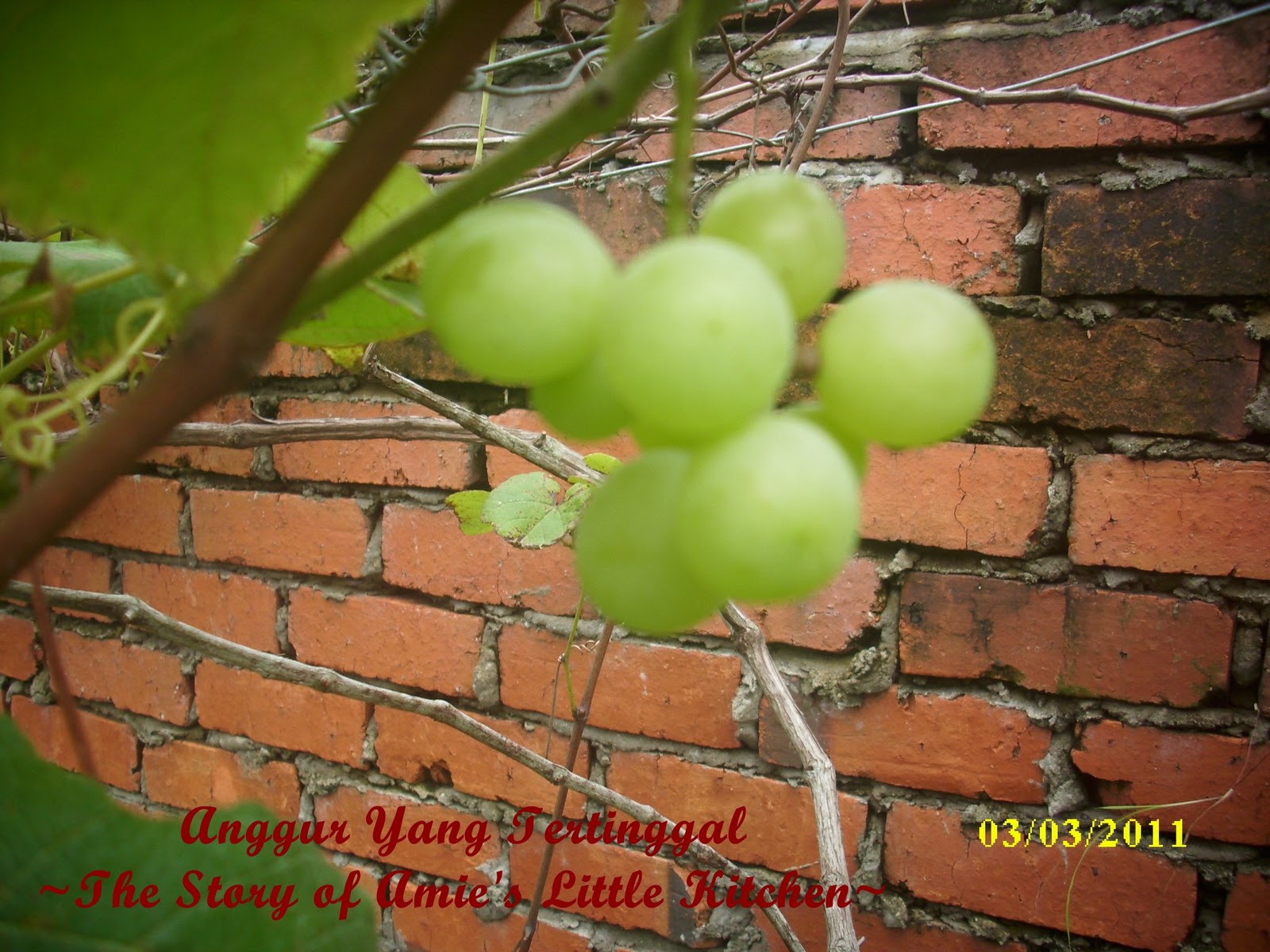 Anggurku Yang Tinggal - Amie's Little Kitchen