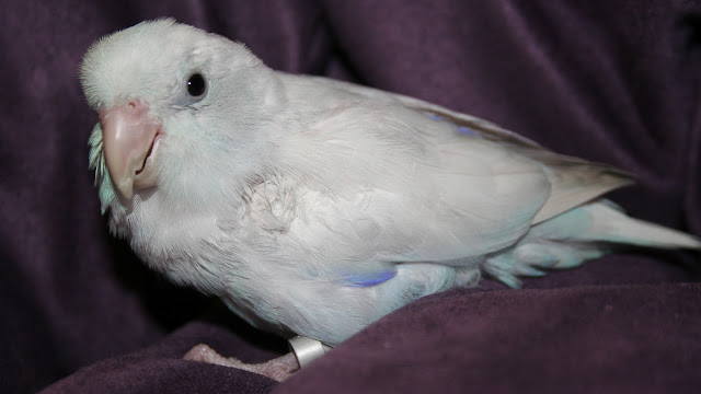 Our Birds | Celestial Parrotlets