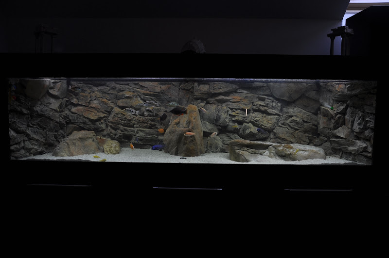 The Rift Lake Project -= 3 years of african cichlids =- | Cichlid Fish ...