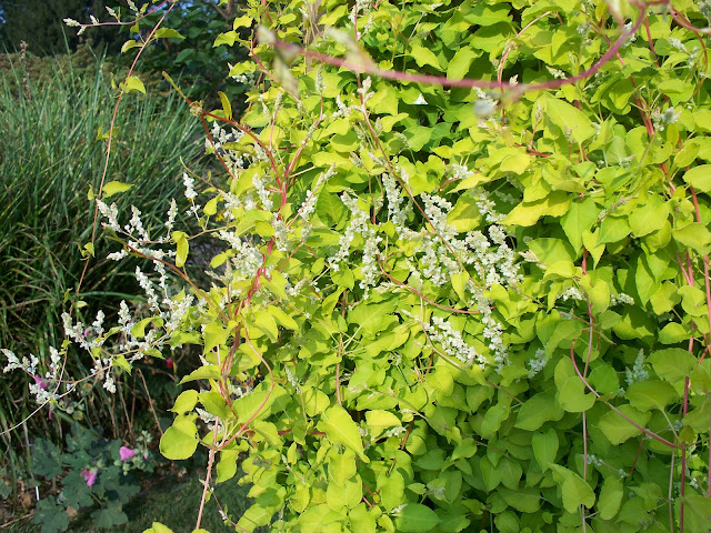 NanciWorld: ***plAnt dAy!****SILVER LACE VINE Aureum (a running ...