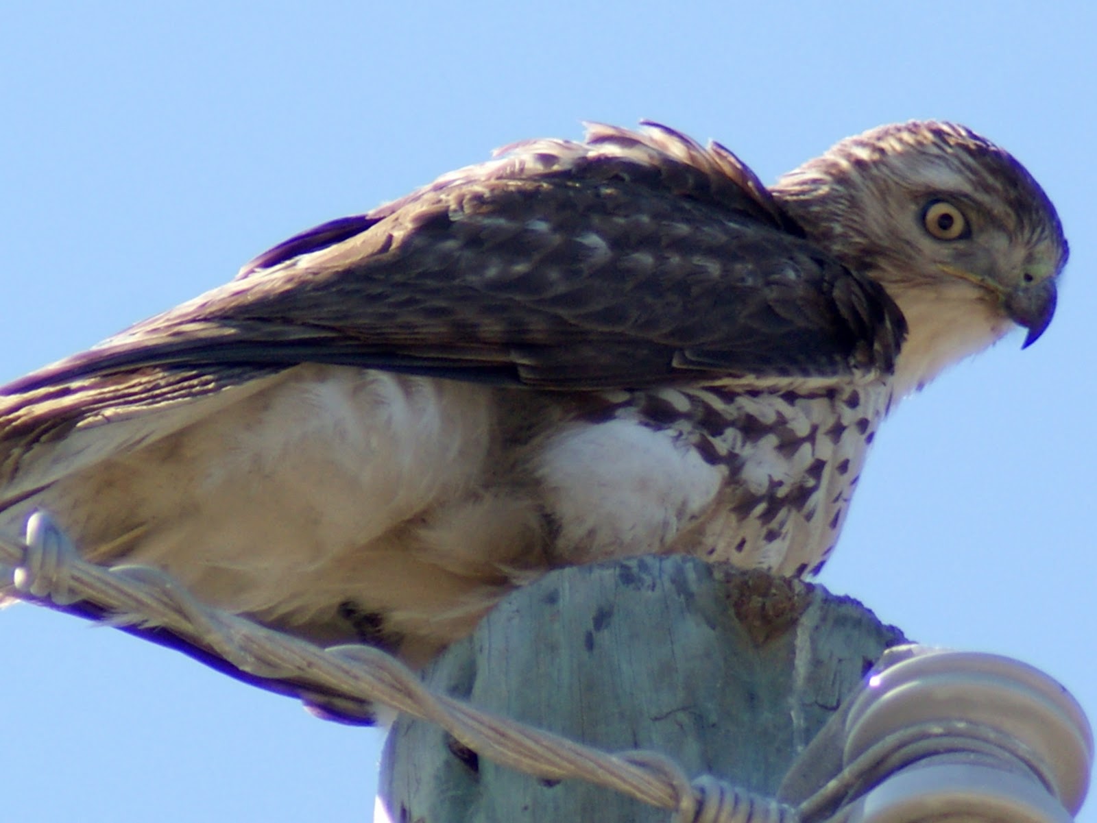 SE Texas Birding & Wildlife Watching: Anahuac: Red-tailed Hawks