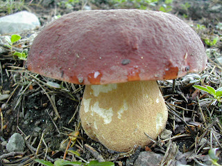 Boletus pinophilus (Pine Bolete) - Scottish Fungi