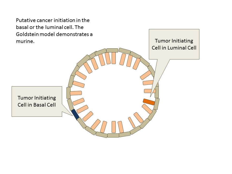 The Squirrel's Nest: More on Cancer Stem Cells