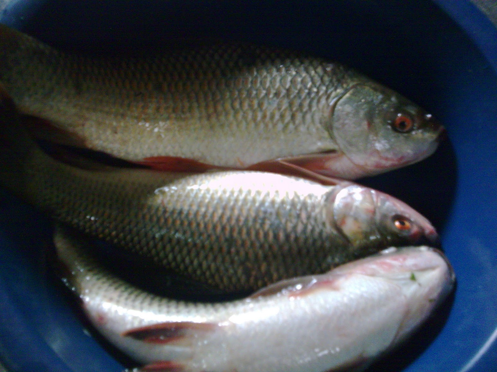 aneka pekasam laut n darat