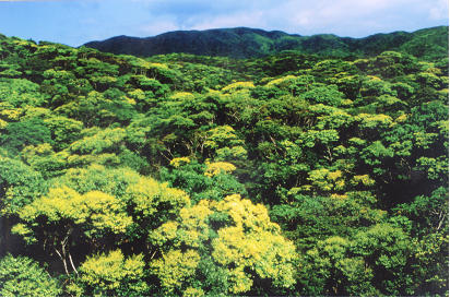 Peace Philosophy Centre: Yoshida Kensei: Yanbaru Forest for a World ...