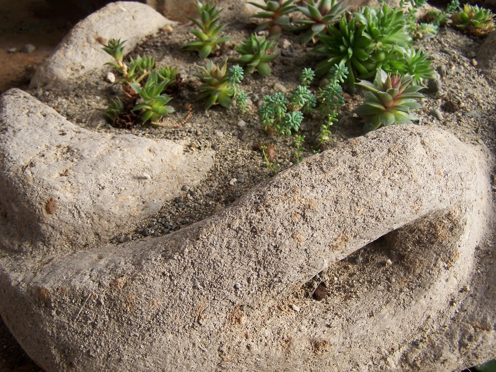 say it with Cement: Hypertufa Sedum Containers