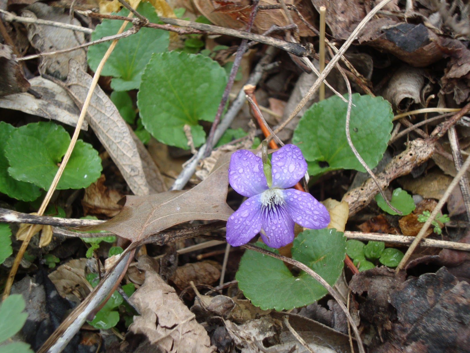 Where Plants Rule: The Greenbelt in February