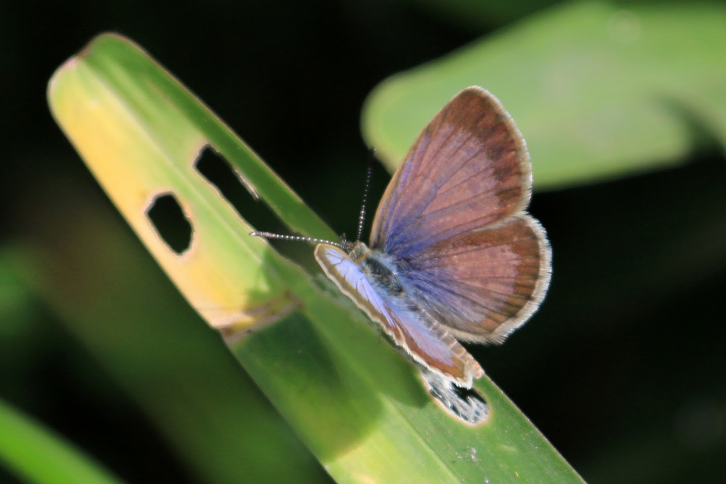 Namibia-Forum: unbekannte Schmetterlinge Ostafrikas (1/5)