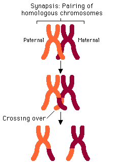 BIOLOGY BLOG: Vocabulary of Concepts of Ch.12: Human Genetics.