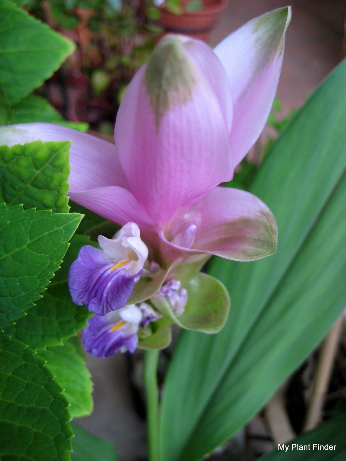 MY PLANT FINDER | Plant Guide: Curcuma alismatifolia Pink