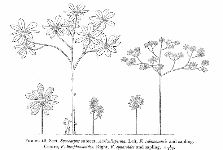 Ficus salomonensis - TROPICAL LOOKING PLANTS - Other Than Palms - PalmTalk